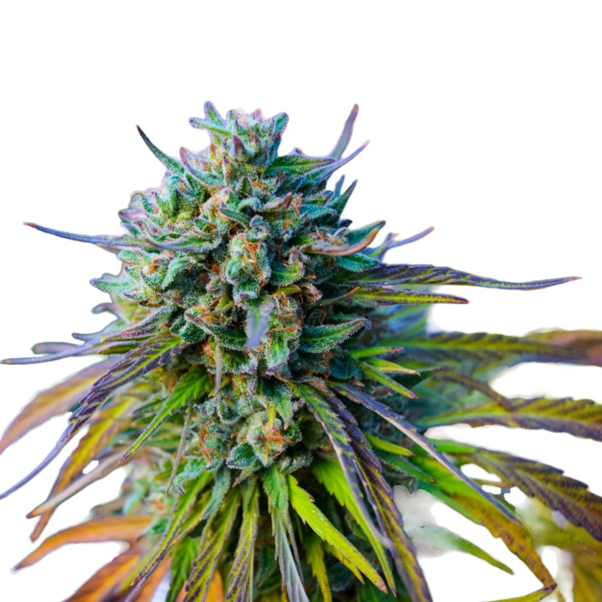 Apple Jack Feminized Seeds - Everything 420