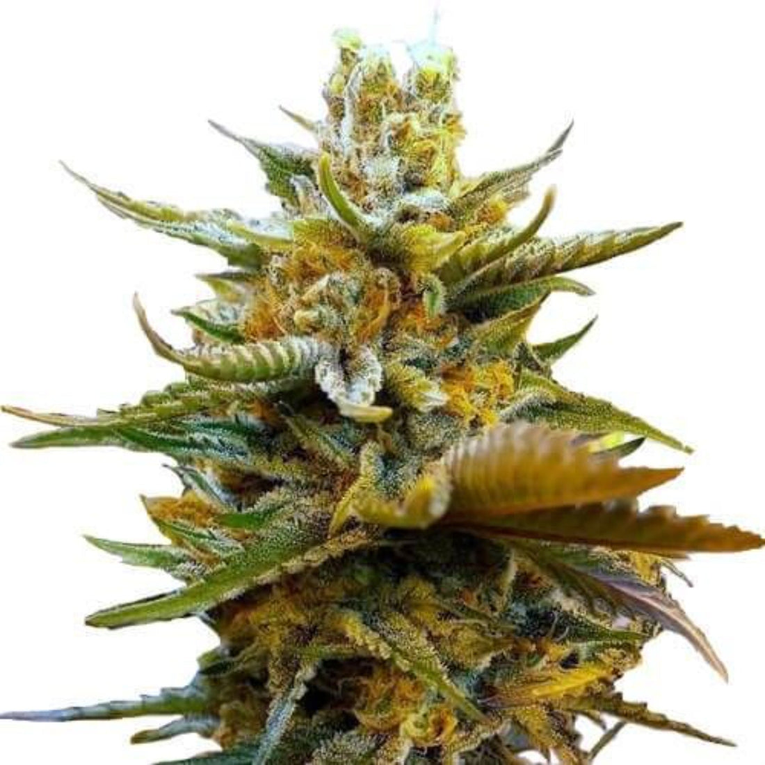 G13 Nebula Feminized Seeds - Everything 420