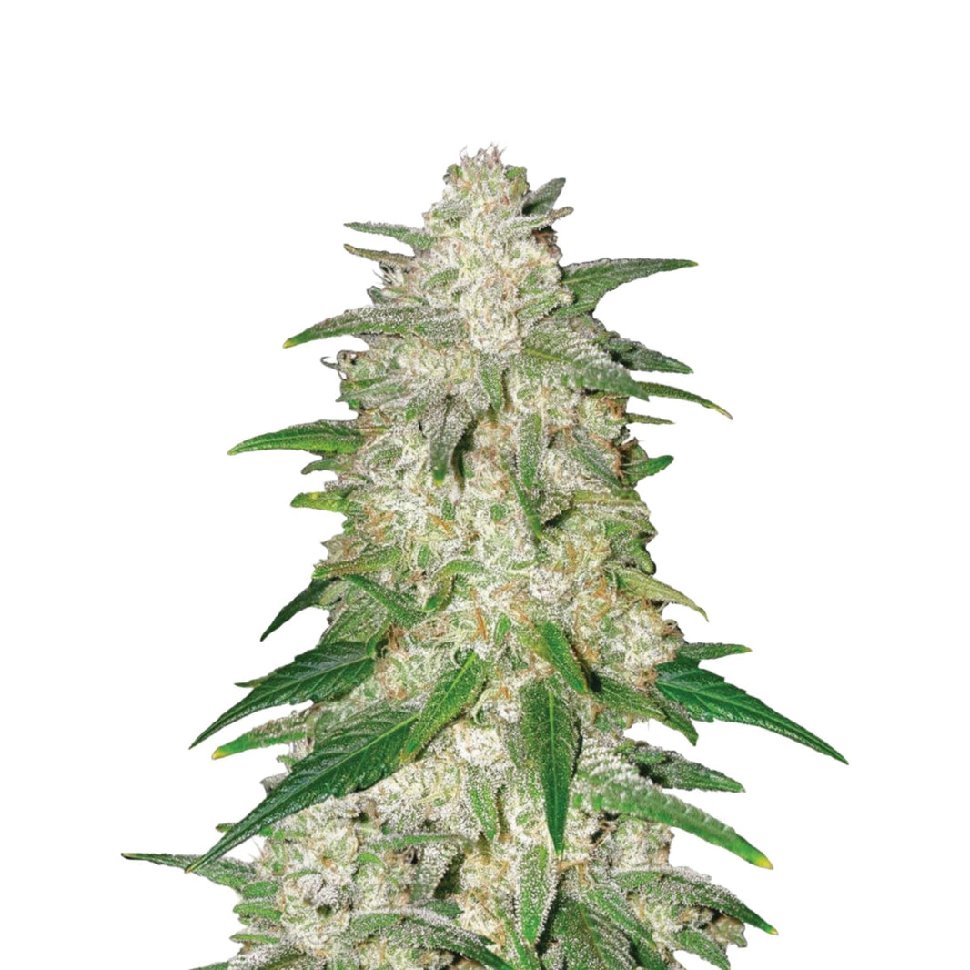 Buy Cannabis Seeds Online - Top Quality Cannabis Seeds for Sale