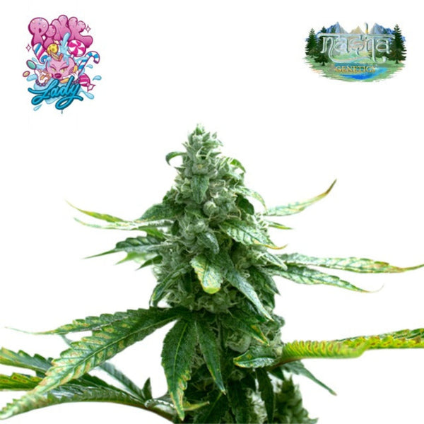 Nasha Genetics Pink Lady Feminized Seeds - Everything 420