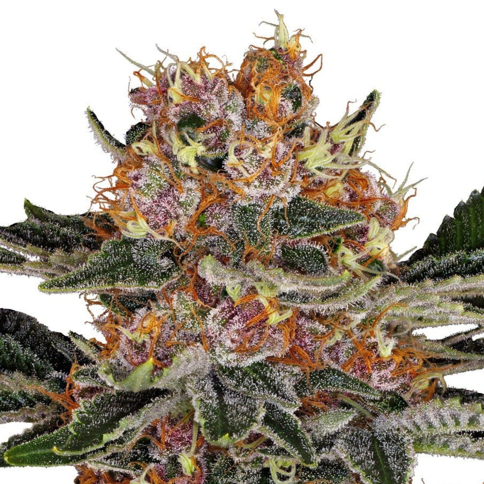 Purple Punch Autoflower Seeds - Everything 420