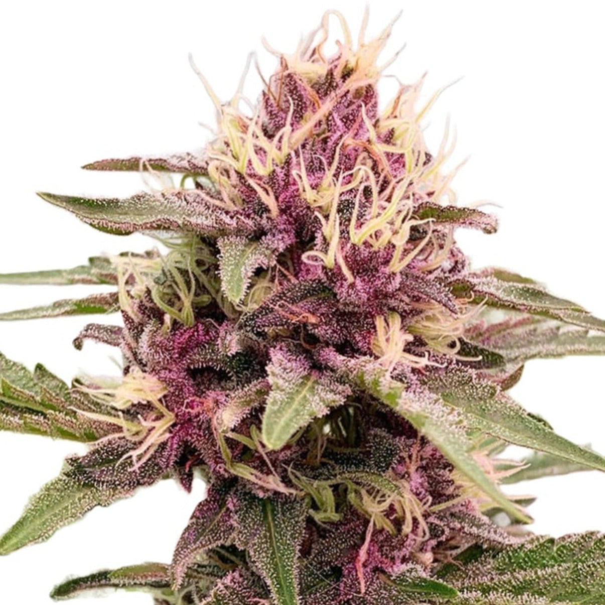 Cherry Pie Autoflower Seeds - Everything 420