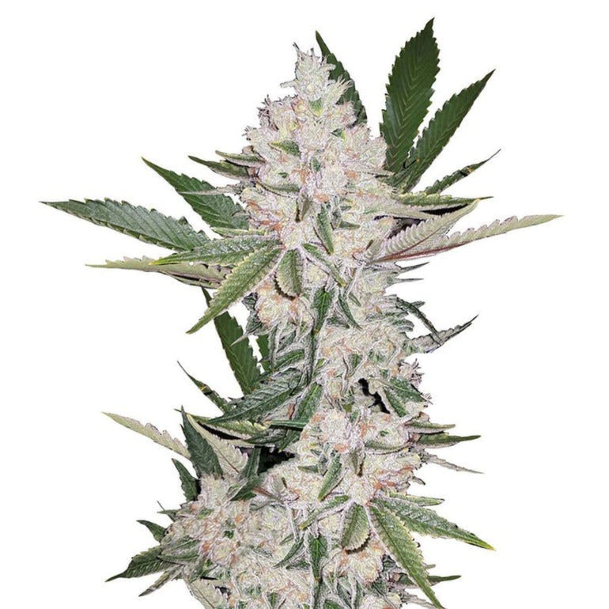 Chemdog4 Feminized Seeds - Everything 420