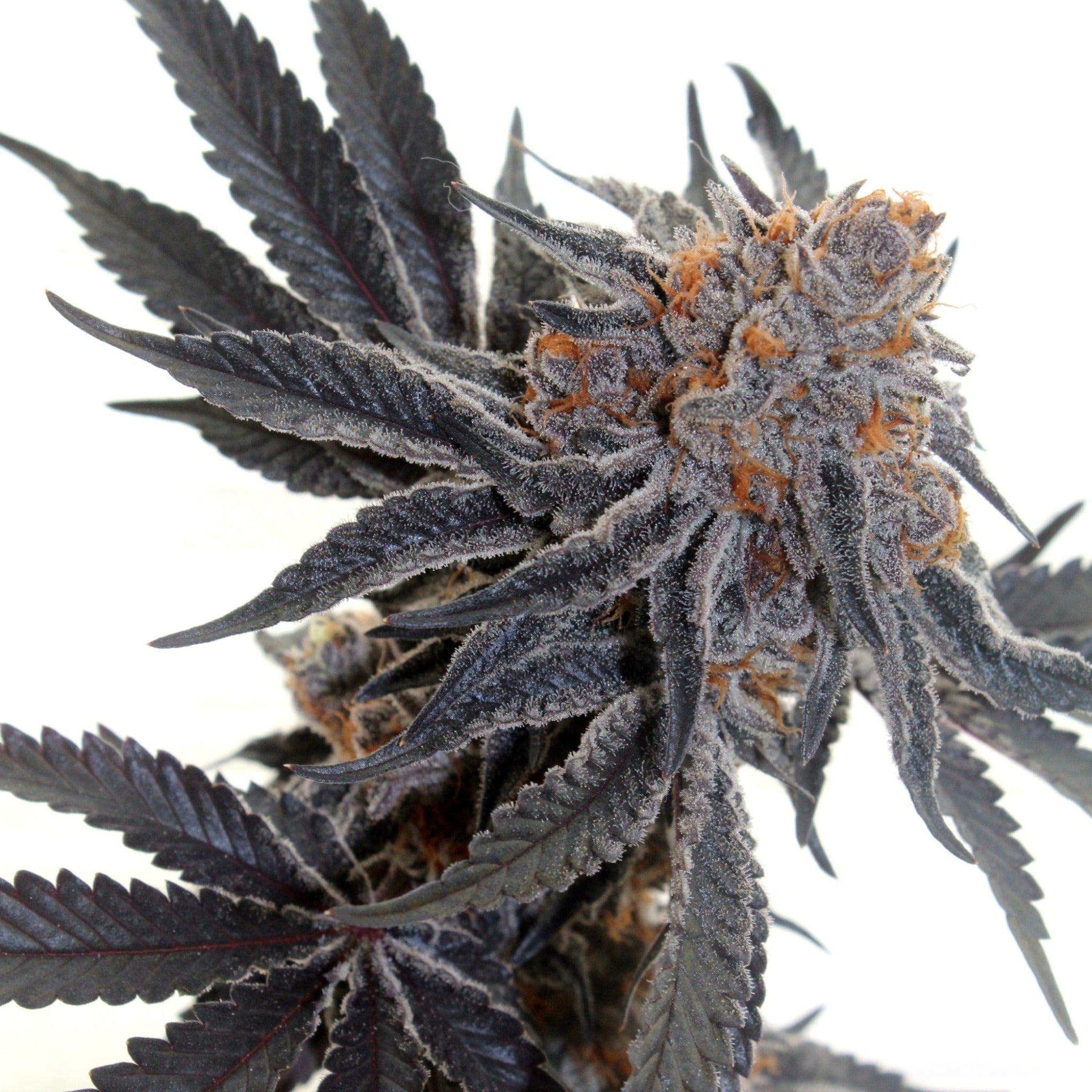 Sherbet Autoflower Seeds - Everything 420